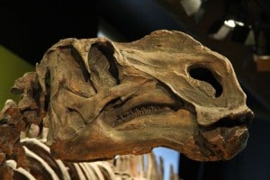 Hadrosaurus (Hadrosaure) : article sur ce dinosaure