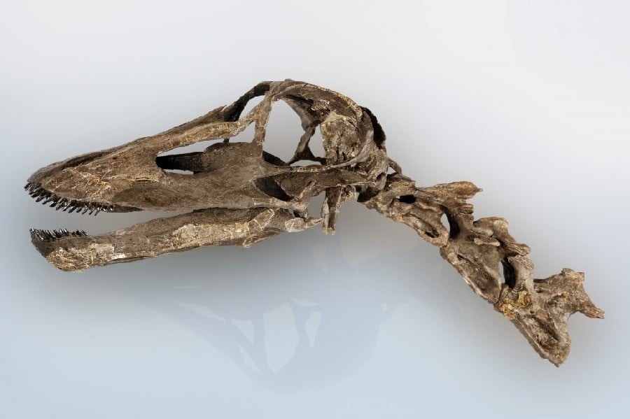 Kaatedocus : article sur ce dinosaure